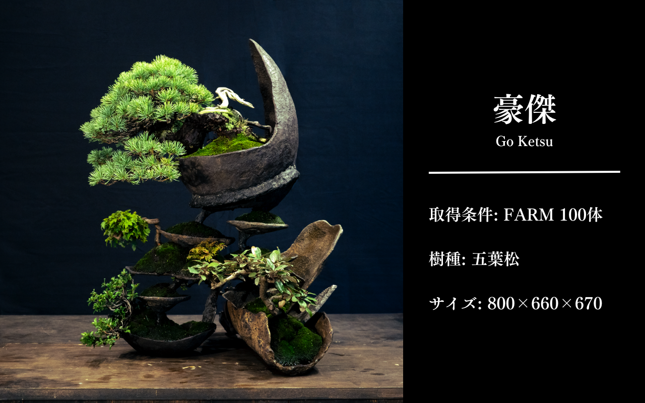 BONSAI NFT GALLERY : 豪傑 | BONSAI NFT CLUB | SBINFT Mits - NFTでできることMitsでひとつに